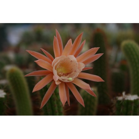 Hildewintera 'Goldschuppe'