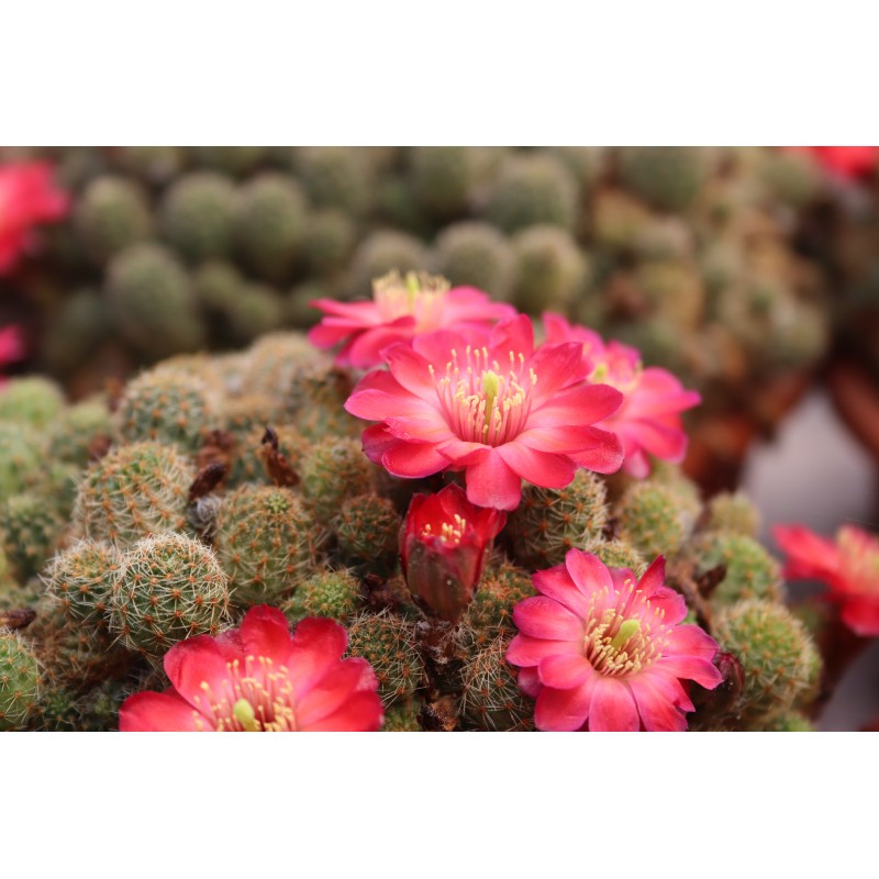 Rebutia pygmaea v.iscayachensis