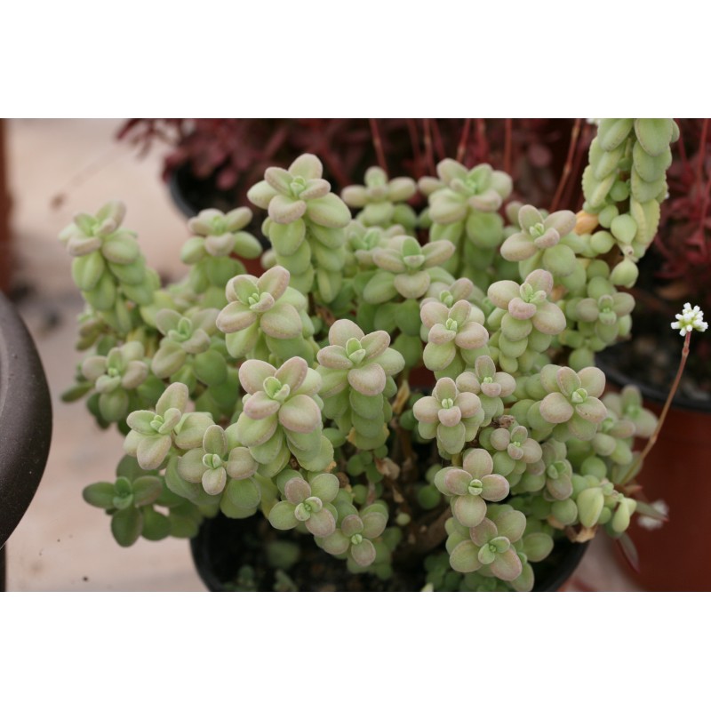 Plectranthus socotranus