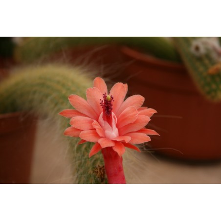 Hildewintera colademonis