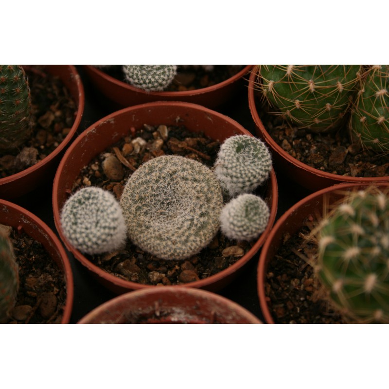 Austrocylindropuntia clavaroides cv 'albispina'